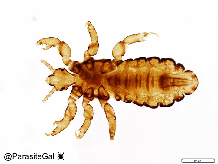 Pediculus humanus capitis adult